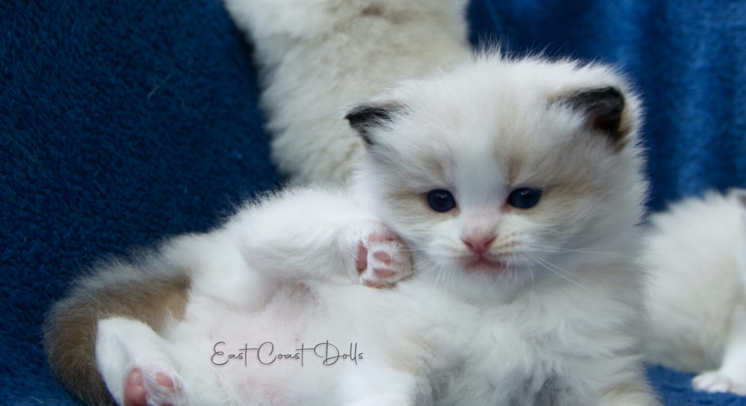 Tica Registered Ragdoll Breeder – East Coast Ragdolls