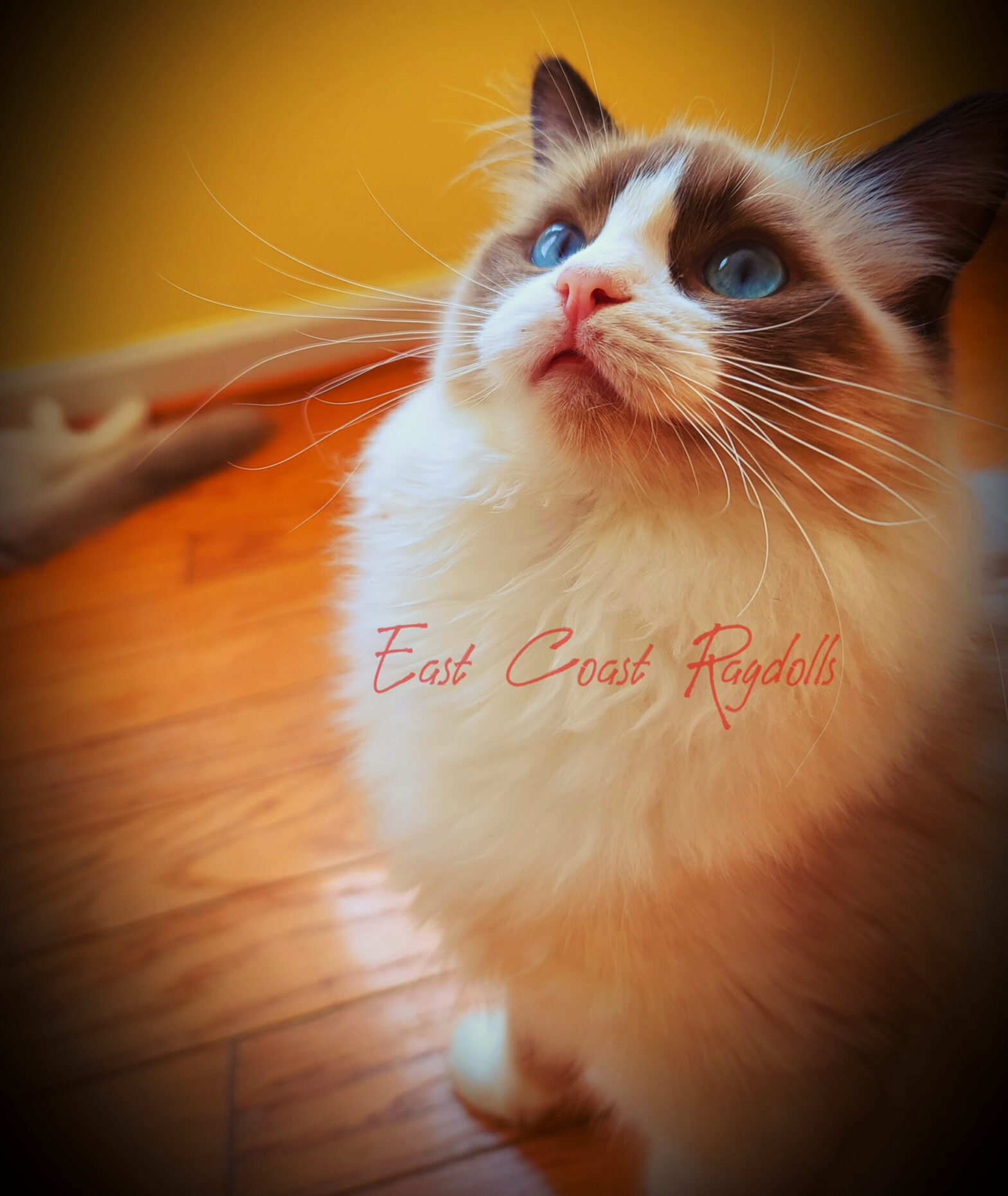 Queens – Tica Registered Ragdoll Breeder