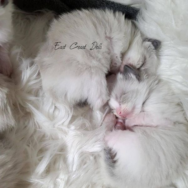 Ragdoll Kittens For Sale | Ragdoll For Sale | East Coast Ragdolls