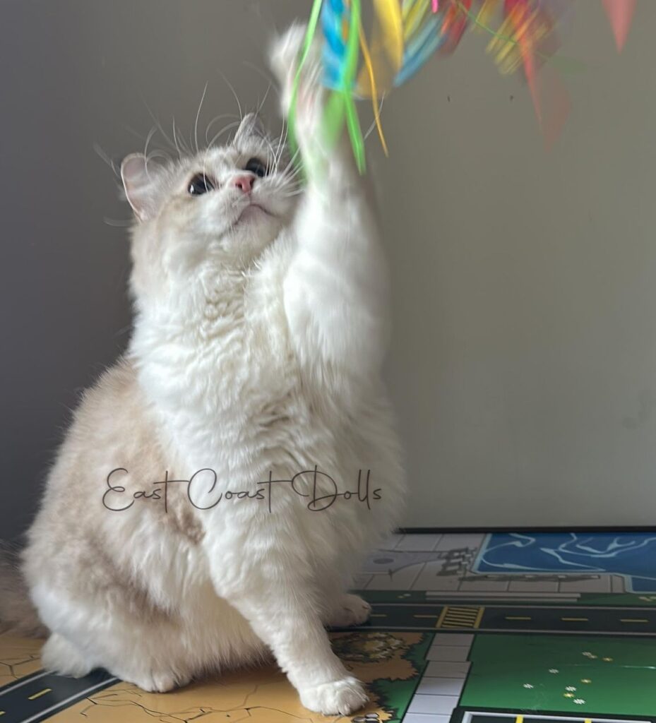 Ragdoll Kittens | Birth and Parent Details | Adoption in VA, NC, DC, MD
