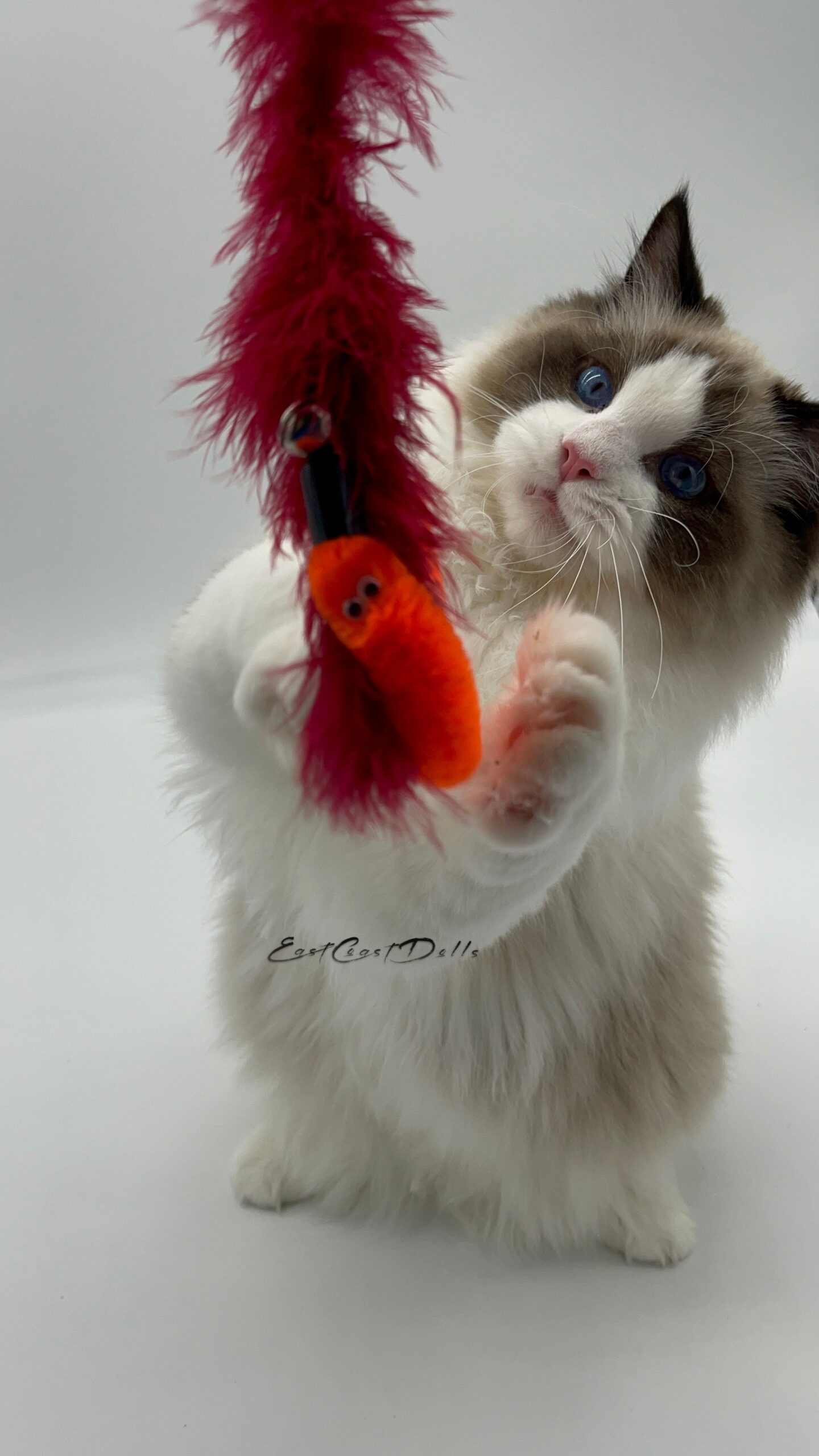 EastCoastDolls | Upcoming Ragdoll Kittens | Ragdoll Kittens | Available ...