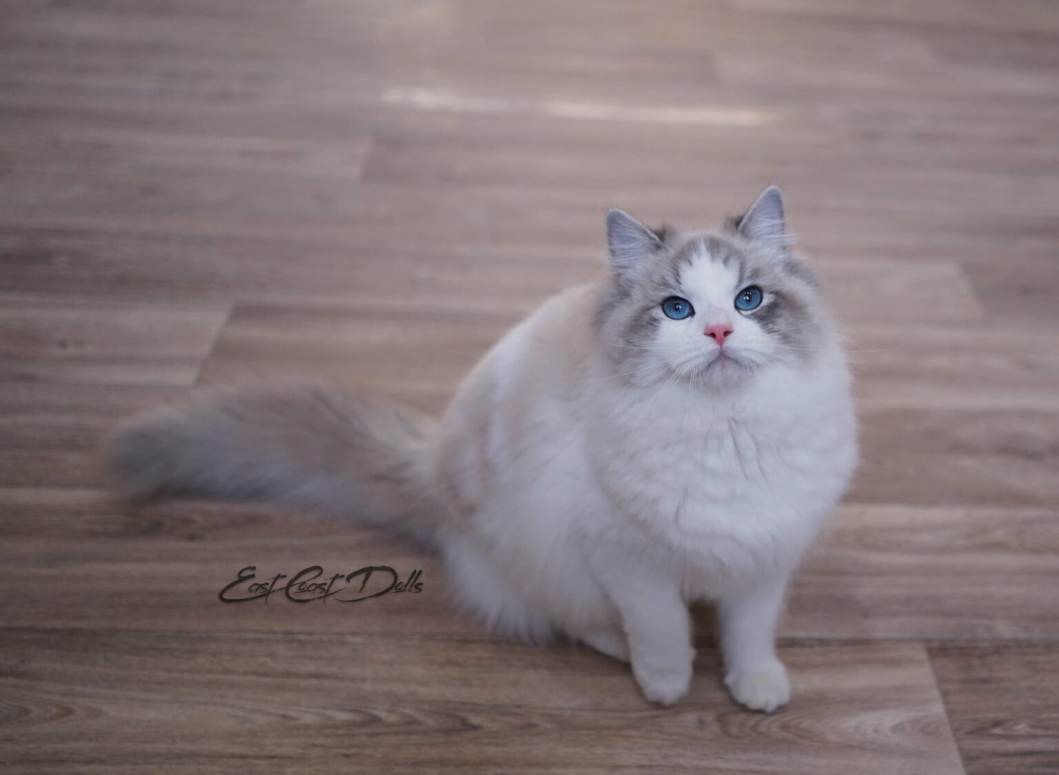 Nursery – Tica Registered Ragdoll Breeder