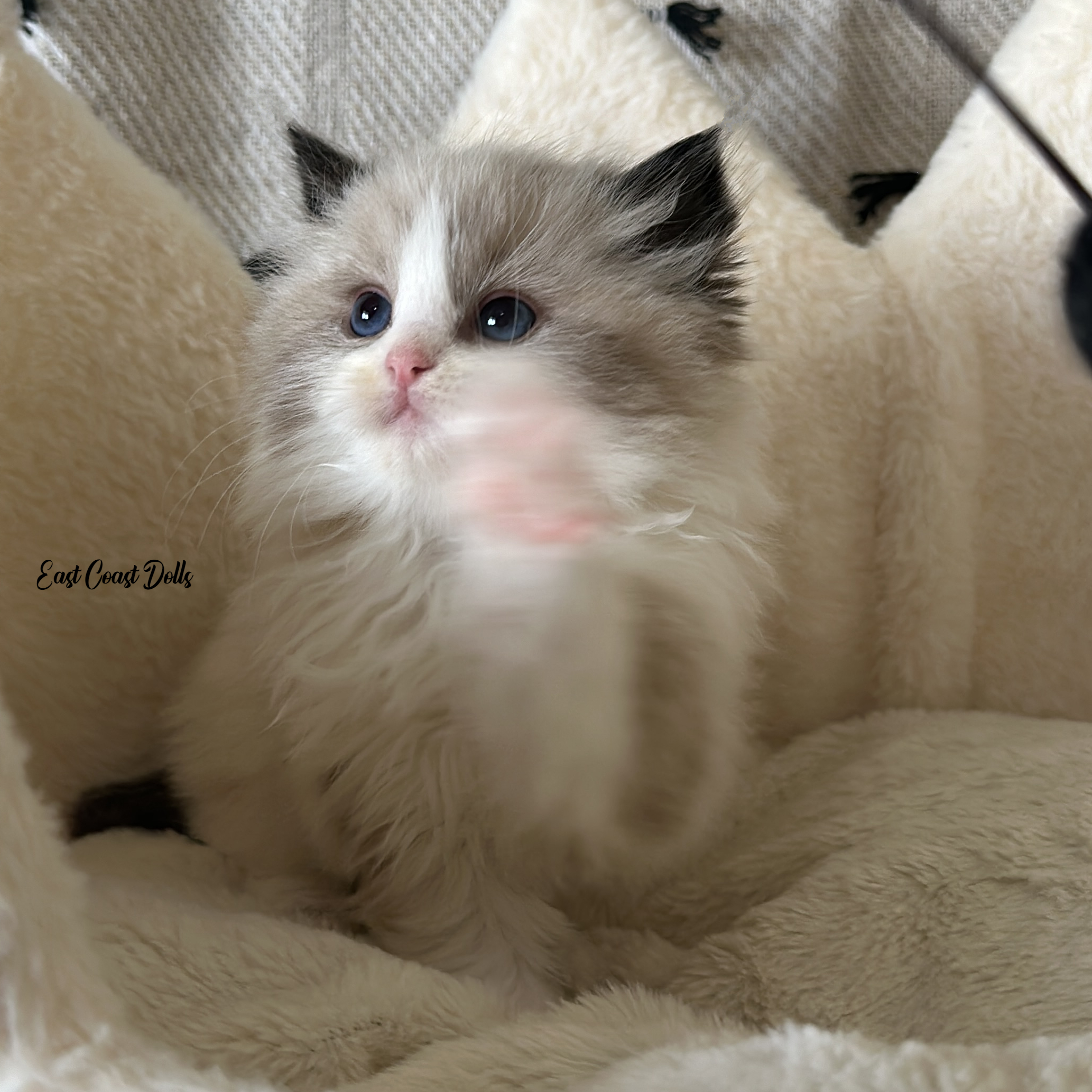 Available Ragdoll Cat | Ragdoll Kittens | Kittens for adoption