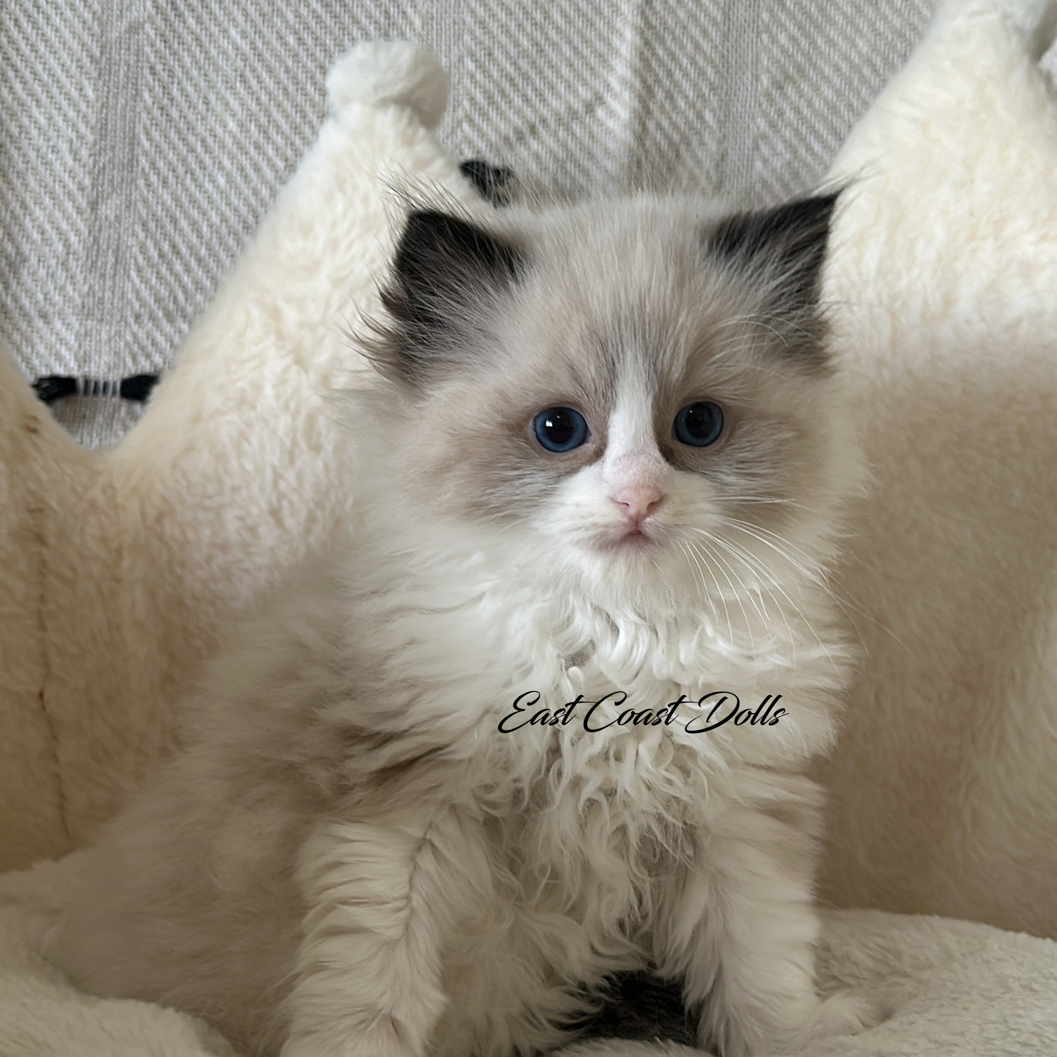 Available Ragdoll Cat | Ragdoll Kittens | Kittens for adoption