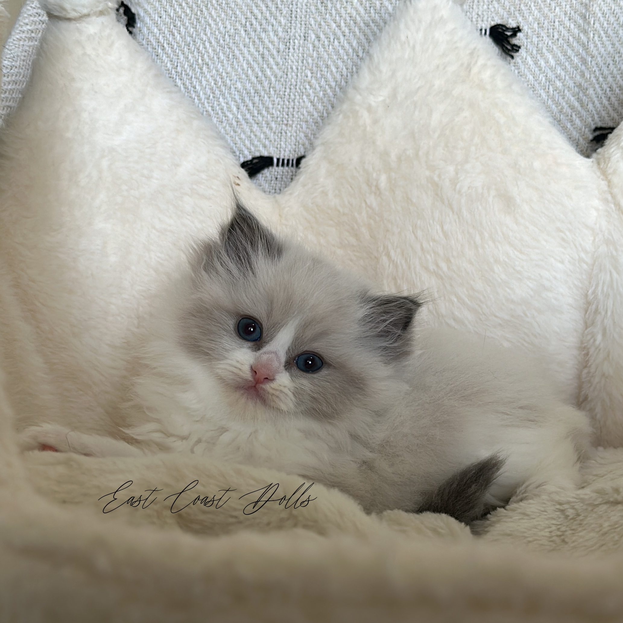 Available Ragdoll Cat | Ragdoll Kittens | Kittens for adoption